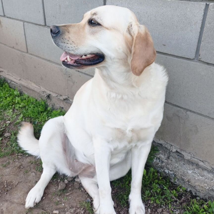 Отдам в добрые руки лабрадора