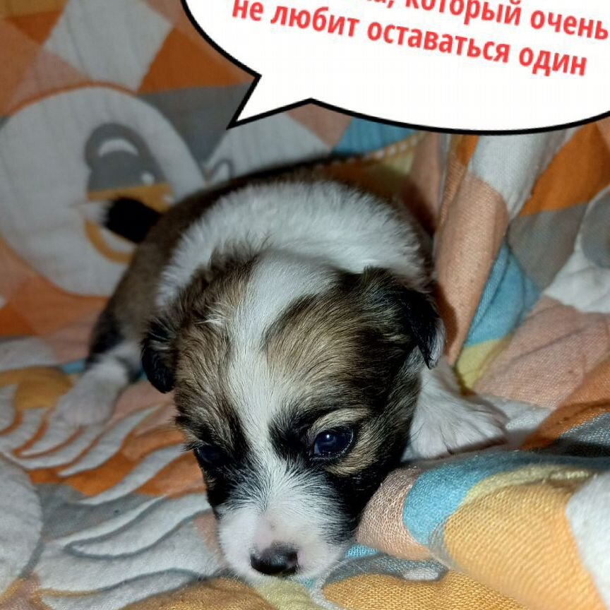 Щенок в добрые руки