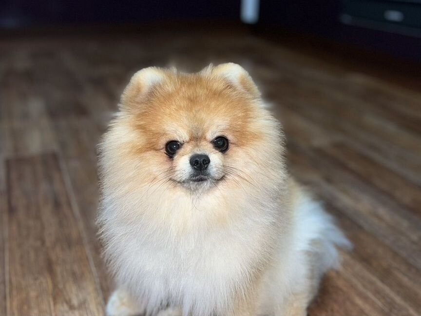 Немецкий шпиц вязка