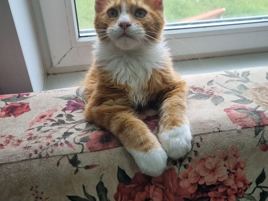 Котёнок мейн-кун