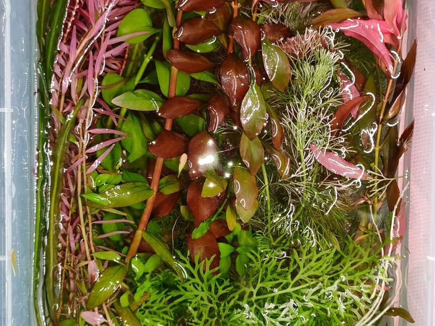 Аквариумные растения