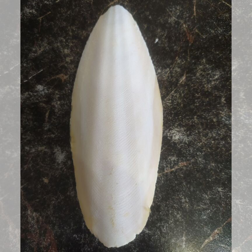 Сепия панцирь каракатицы