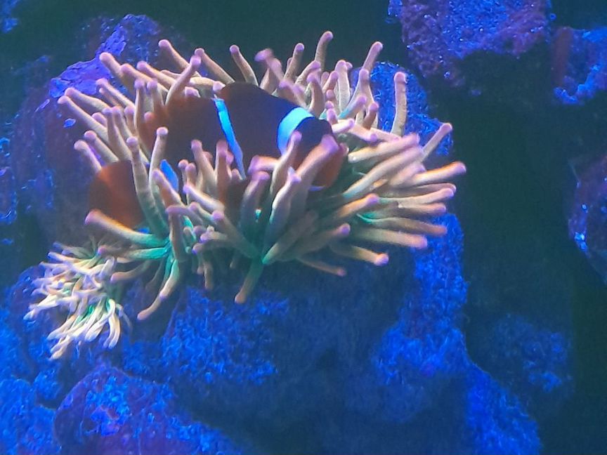 Рыбка клоун