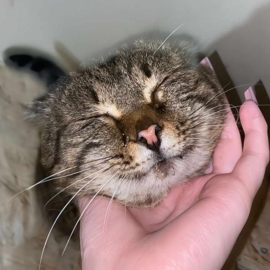 Взрослый кот в добрые руки