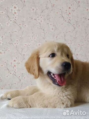 Кобель золотистого ретривера