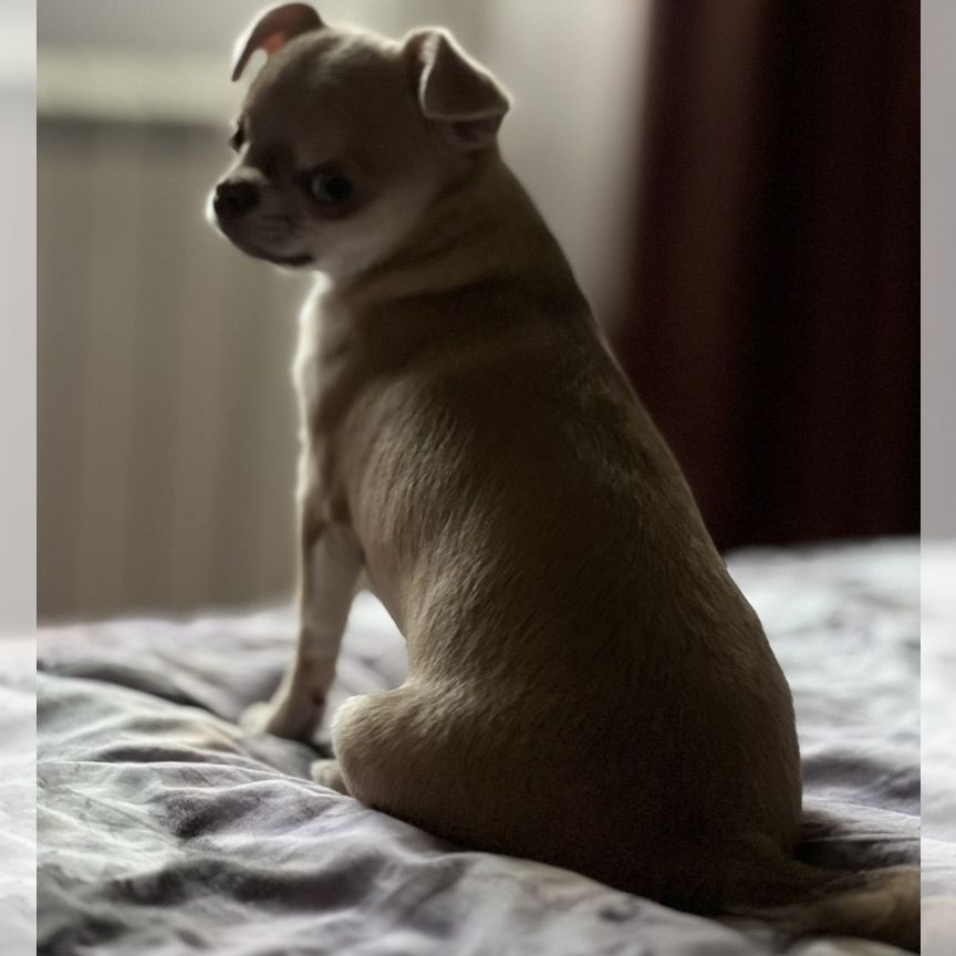 Чихуахуа, щенок