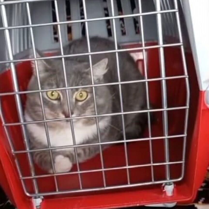 В частный дом, котики