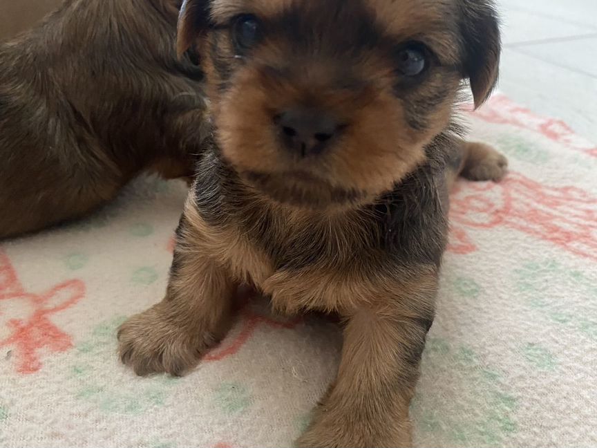 Йоркширский терьер