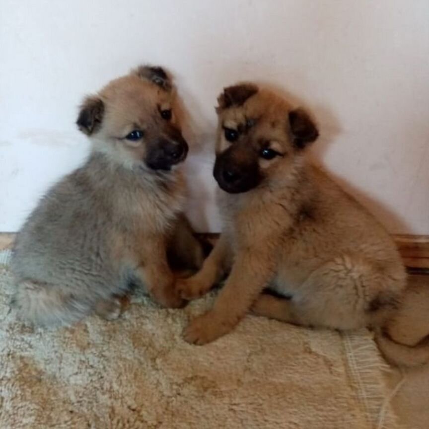 Щенки в промзоне