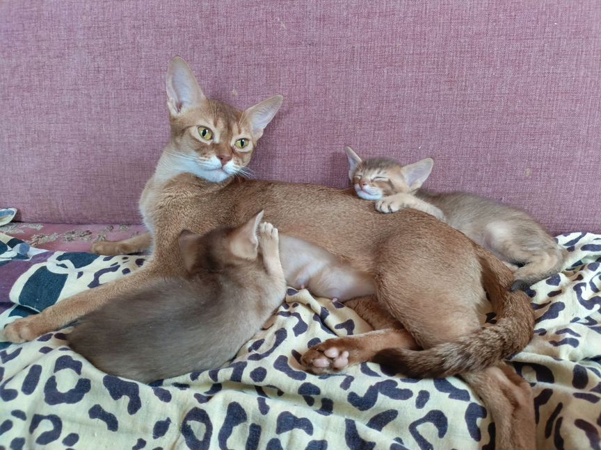 Абиссинская кошка