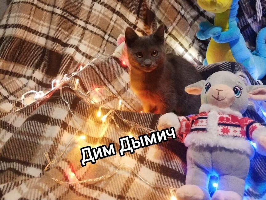 Котята в добрые руки бесплатно