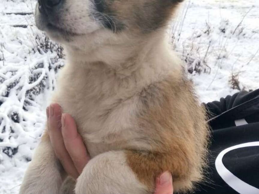 Метис Корги, в хорошие ручки, бесплатно