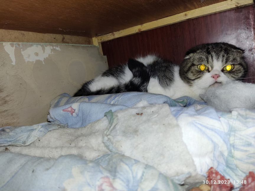 Найдена Кошка /кот
