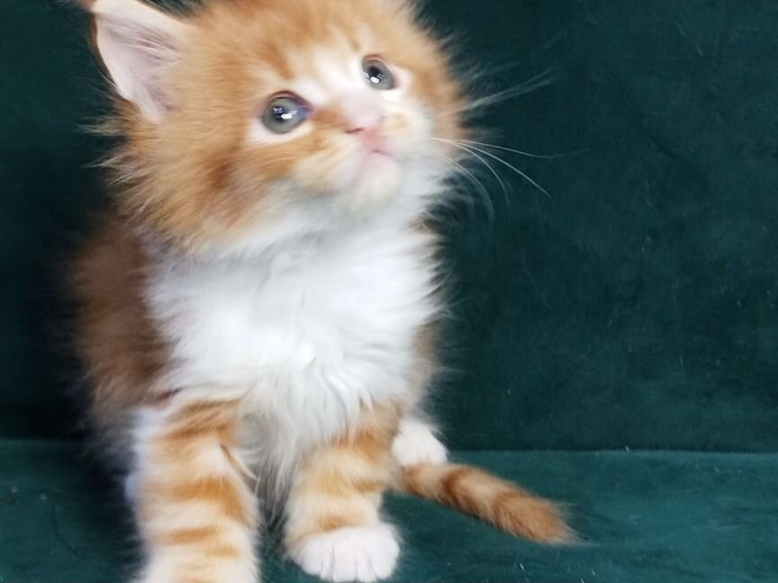 Котята мейн-кун