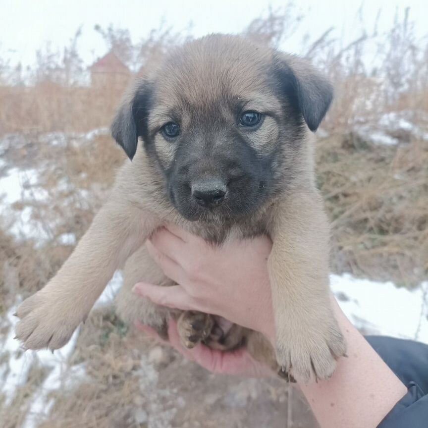 Звоночки ищут дом