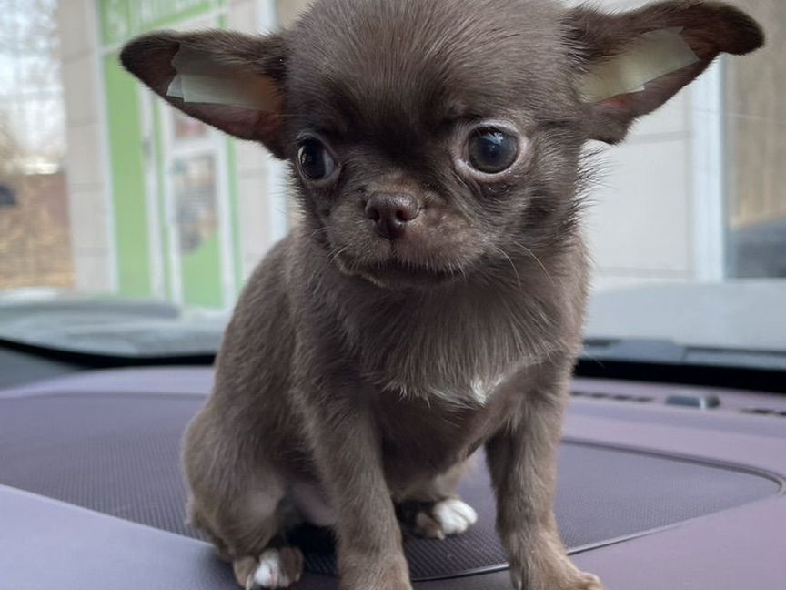 Щенки чихуахуа в шоколаде