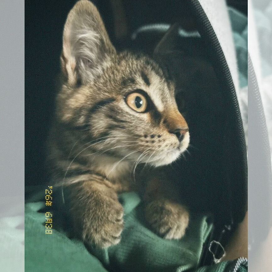 Сибирский котёнок