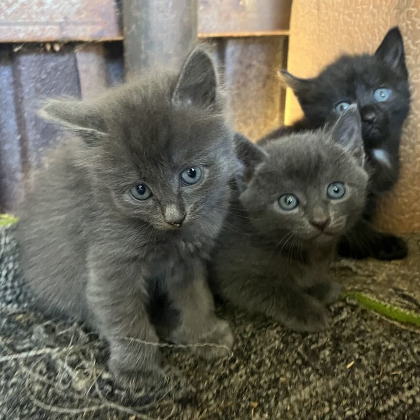 Котята мышеловки