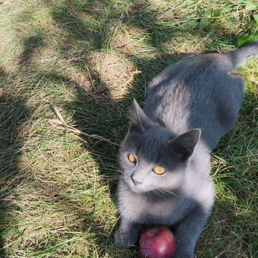 Котятам нужна помощь