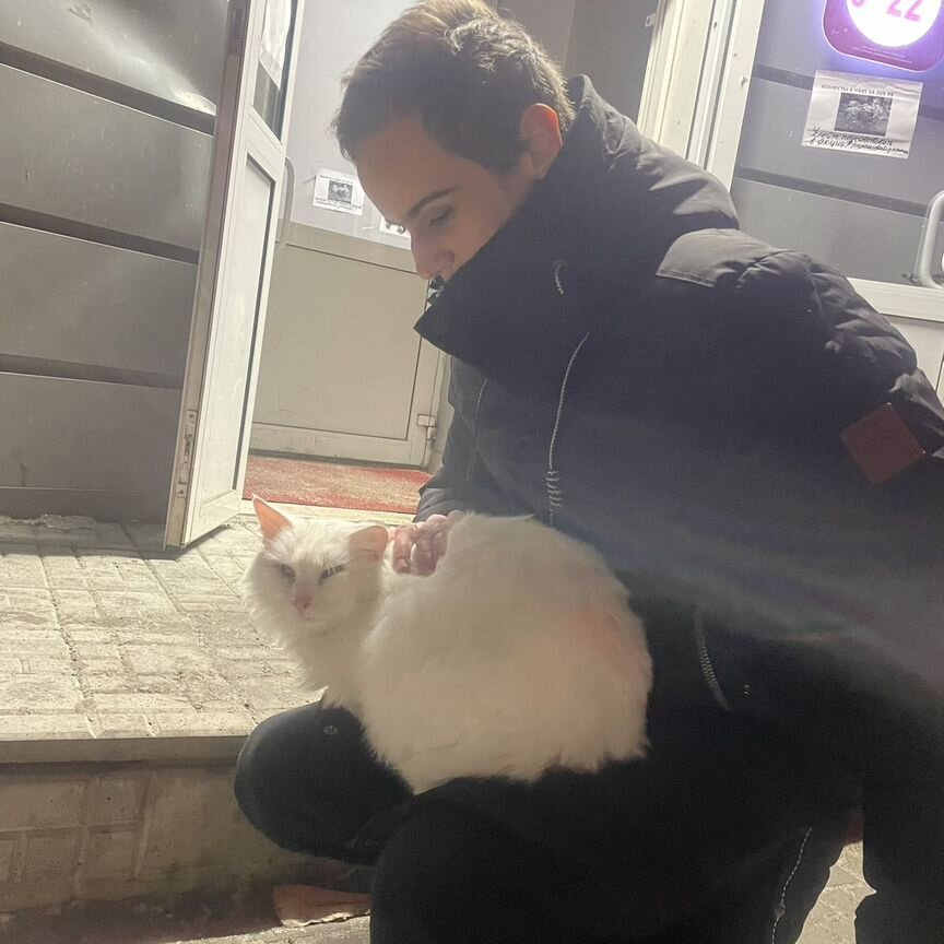 Котик в добоые руки