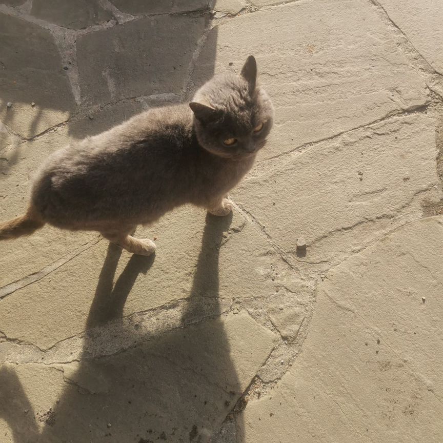 Шатланская кошка