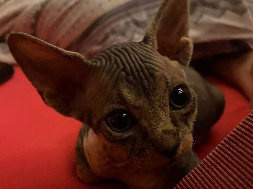 Сфинкс котенок девочка