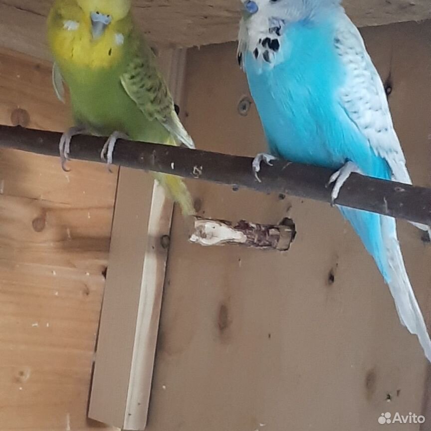 Волнистые попугаи чехи