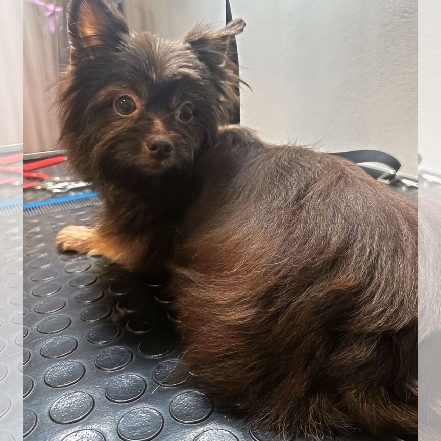 Бивер-йоркширский терьер, взрослая собака