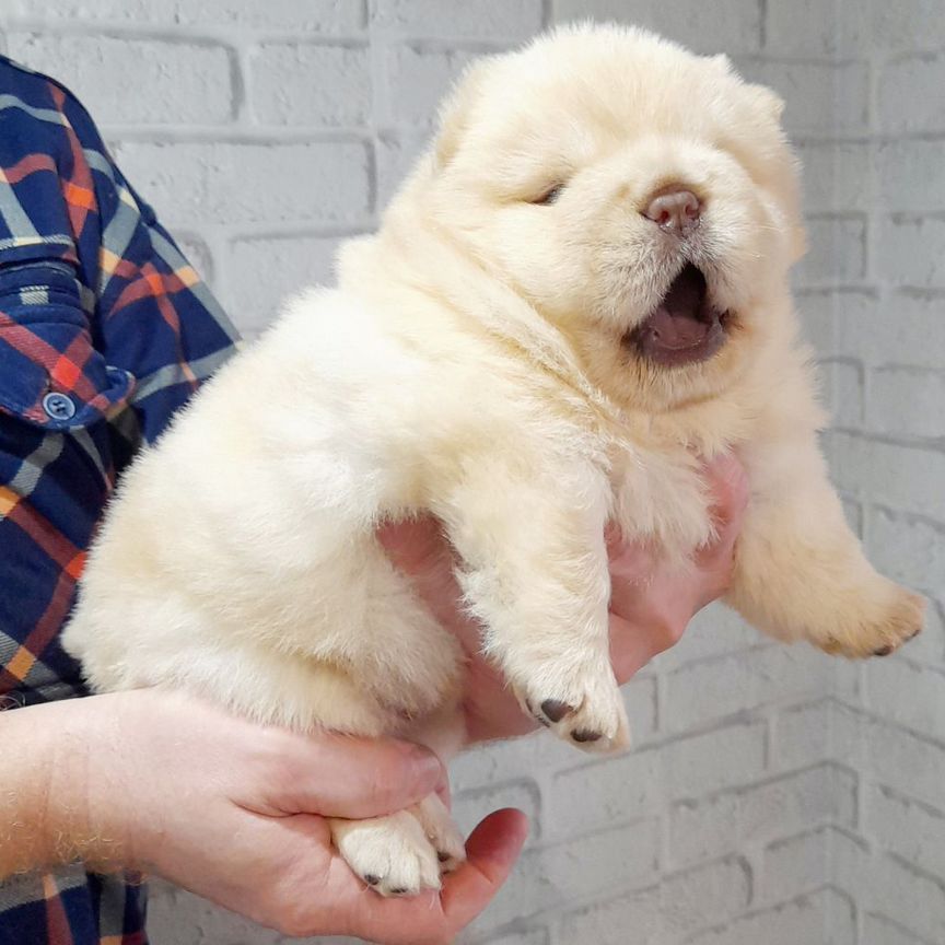 Чау-чау, щенок