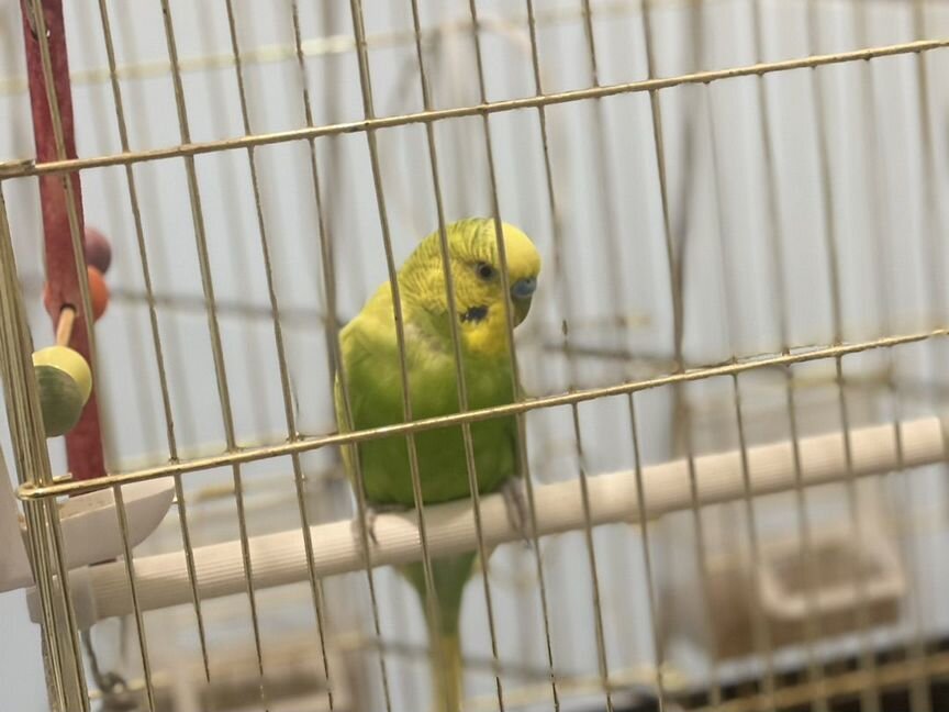 Волнистый попугай с клеткой