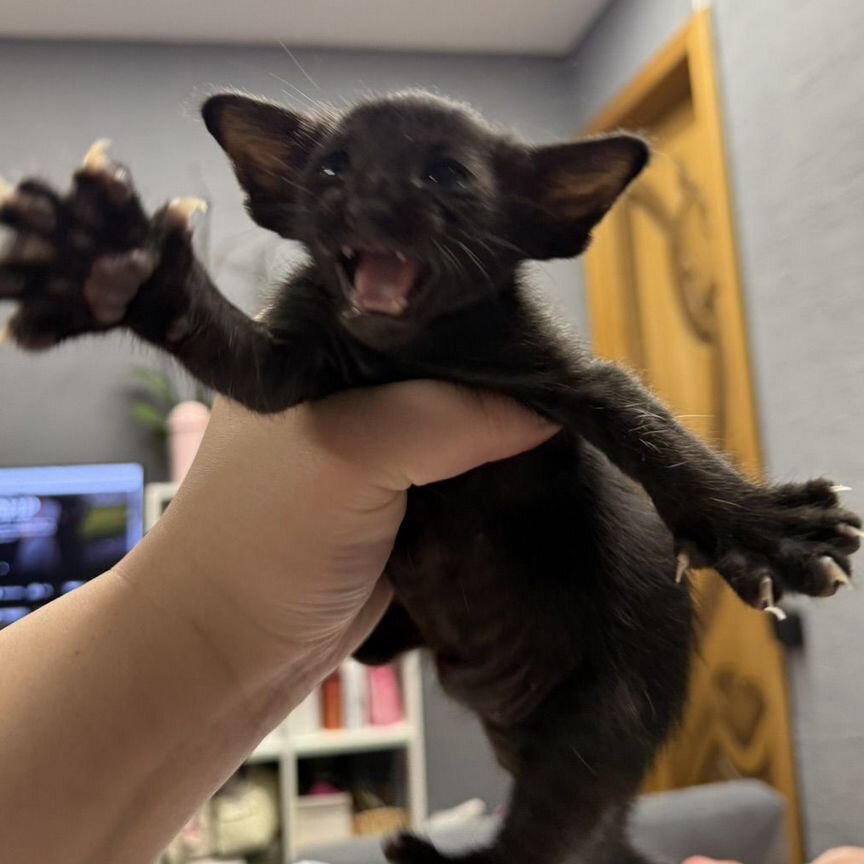 Ориентальный котёнок