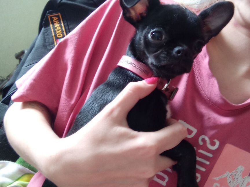 Мама Пикинес папа чихуахуа