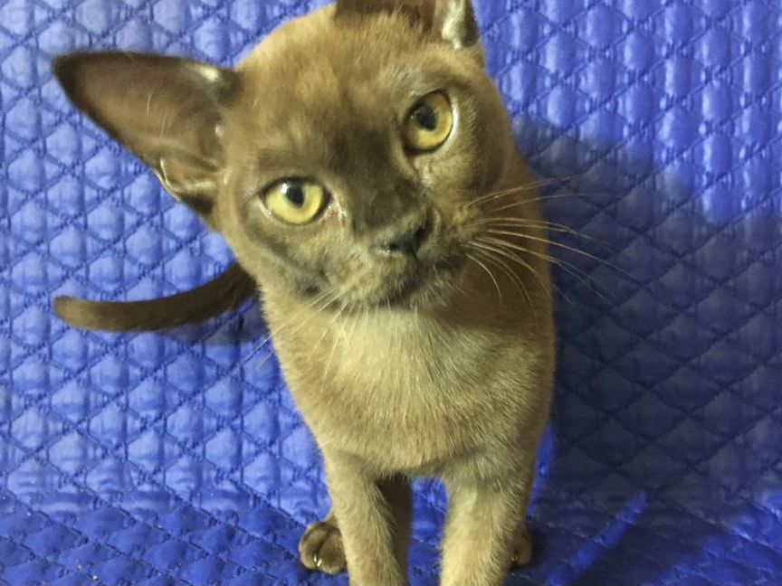 Котята Европейской Бурмы