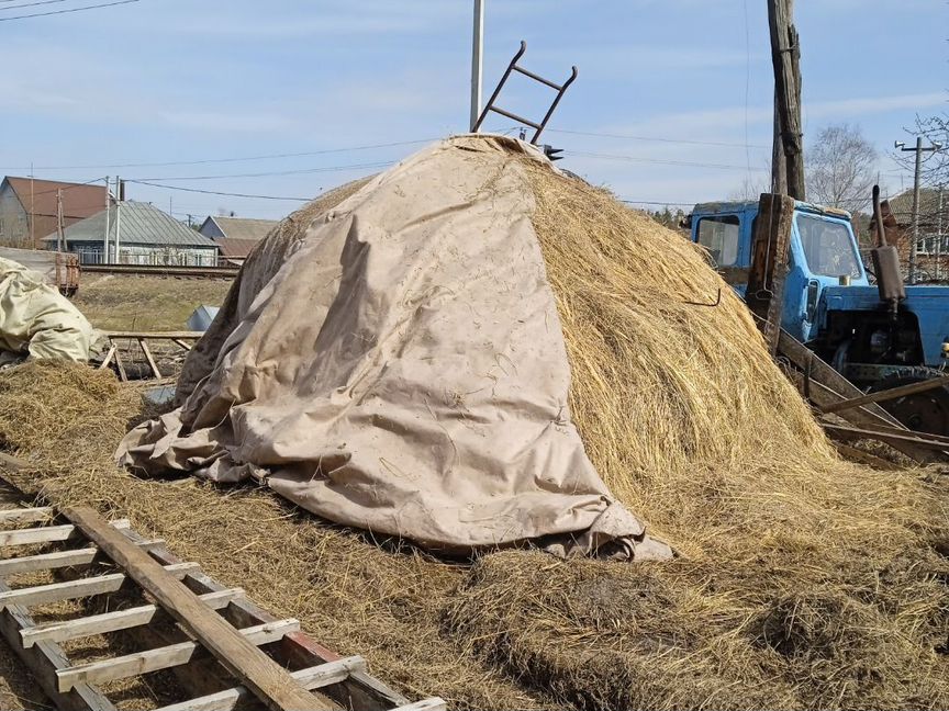 Продам сено