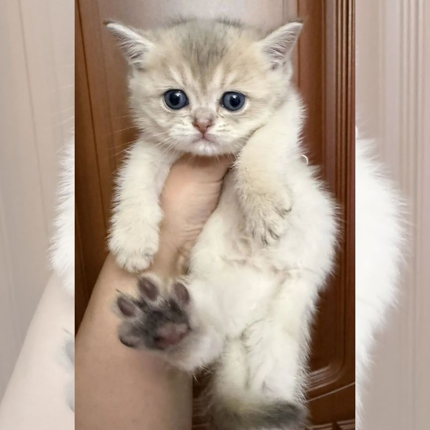 Шотландский прямоухий короткошёрстный котёнок