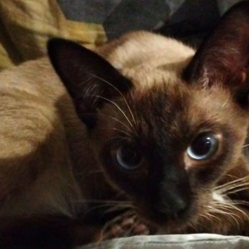 Котик