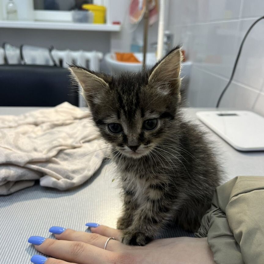 Котята бесплатно