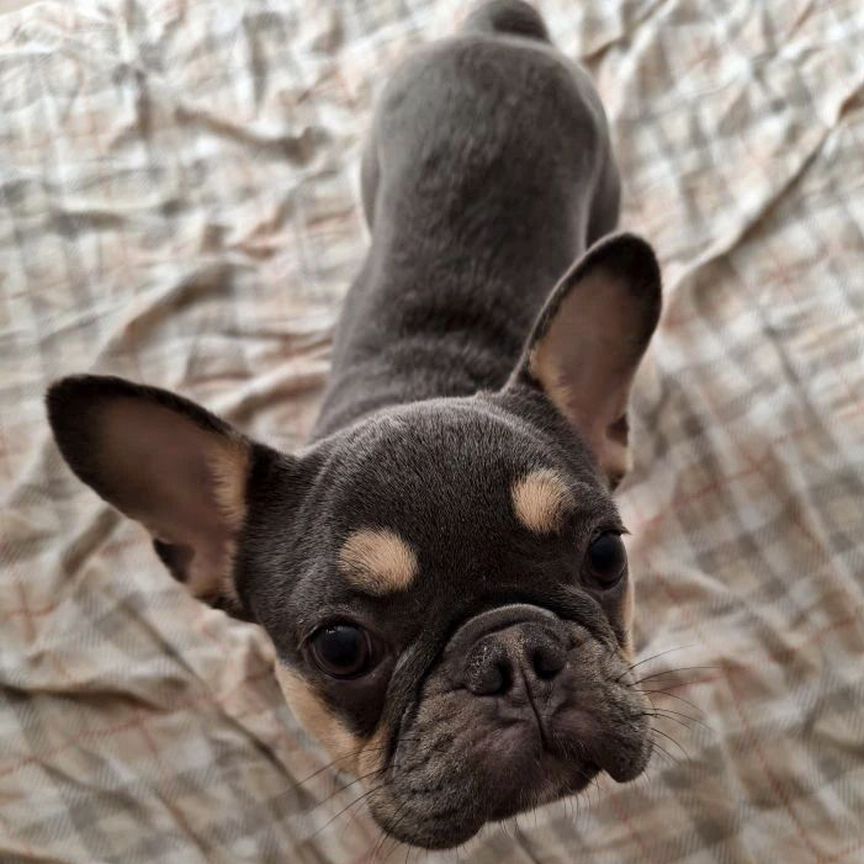Французский бульдог, щенок