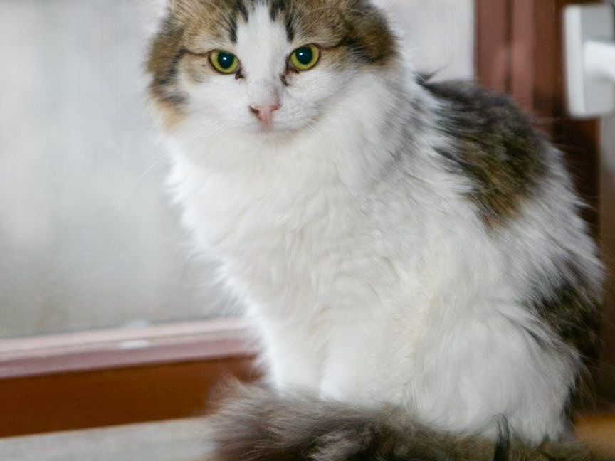 Котёнок-девочка и мальчик пушистые бело-серые