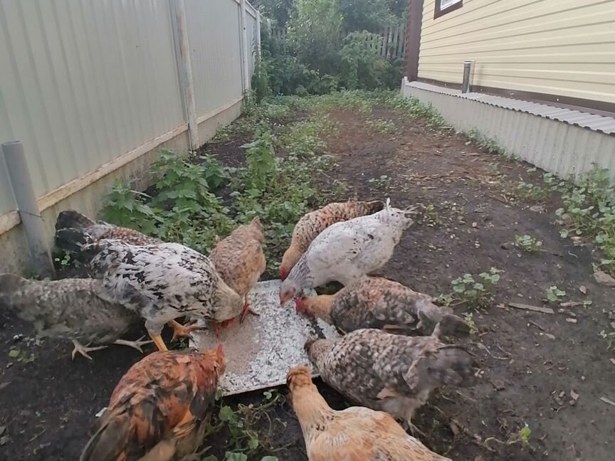 Молодые петушки