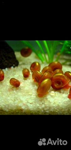 Улитка катушка