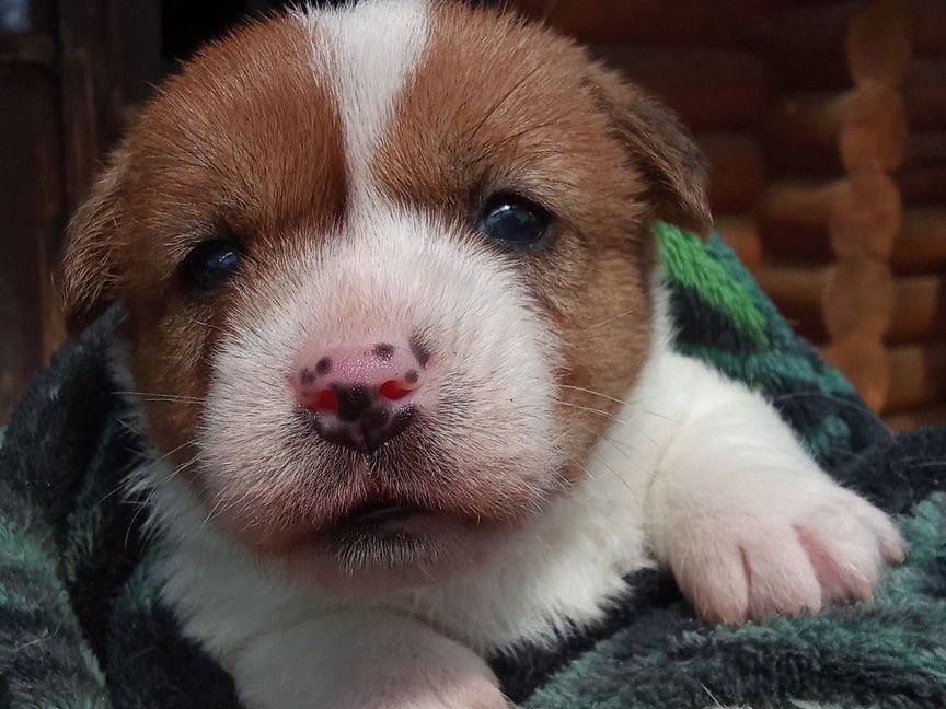 Щенки Джек рассел терьера Джек Рассел терьер