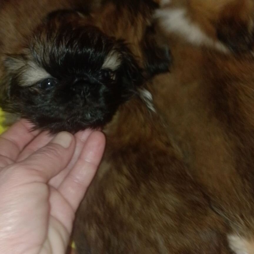 Щенки метисы мини