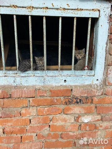 Котята в добрые руки бесплатно