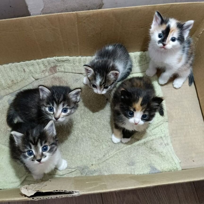 Котята в добрые руки