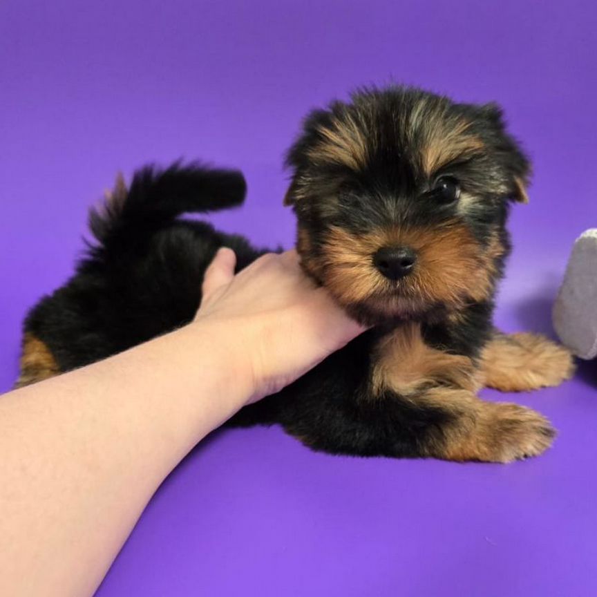 Йоркширский терьер, щенок