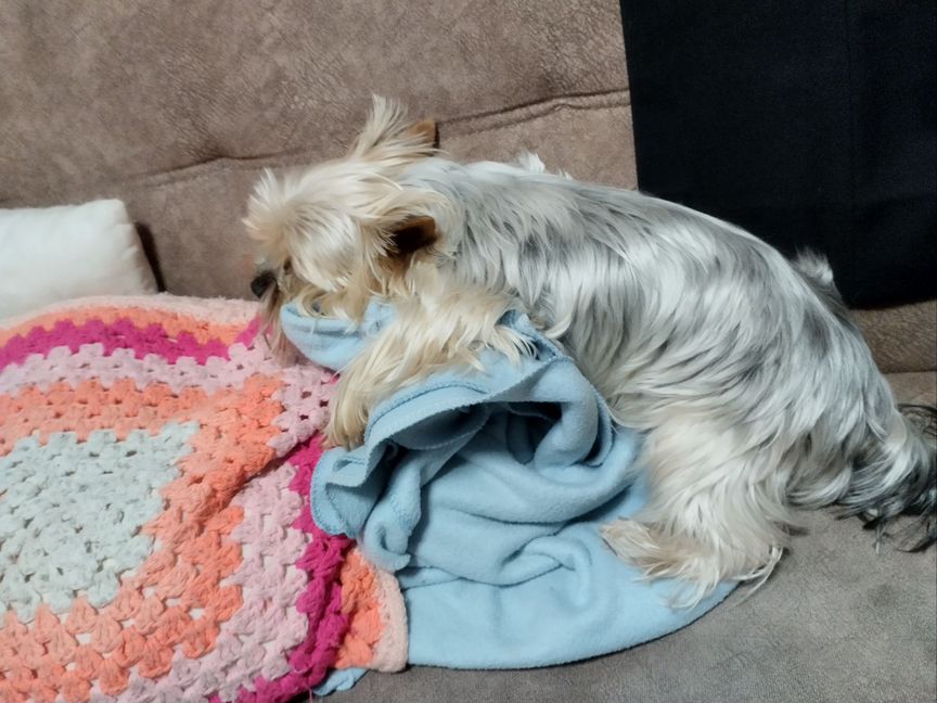 Маленькая породистая собака