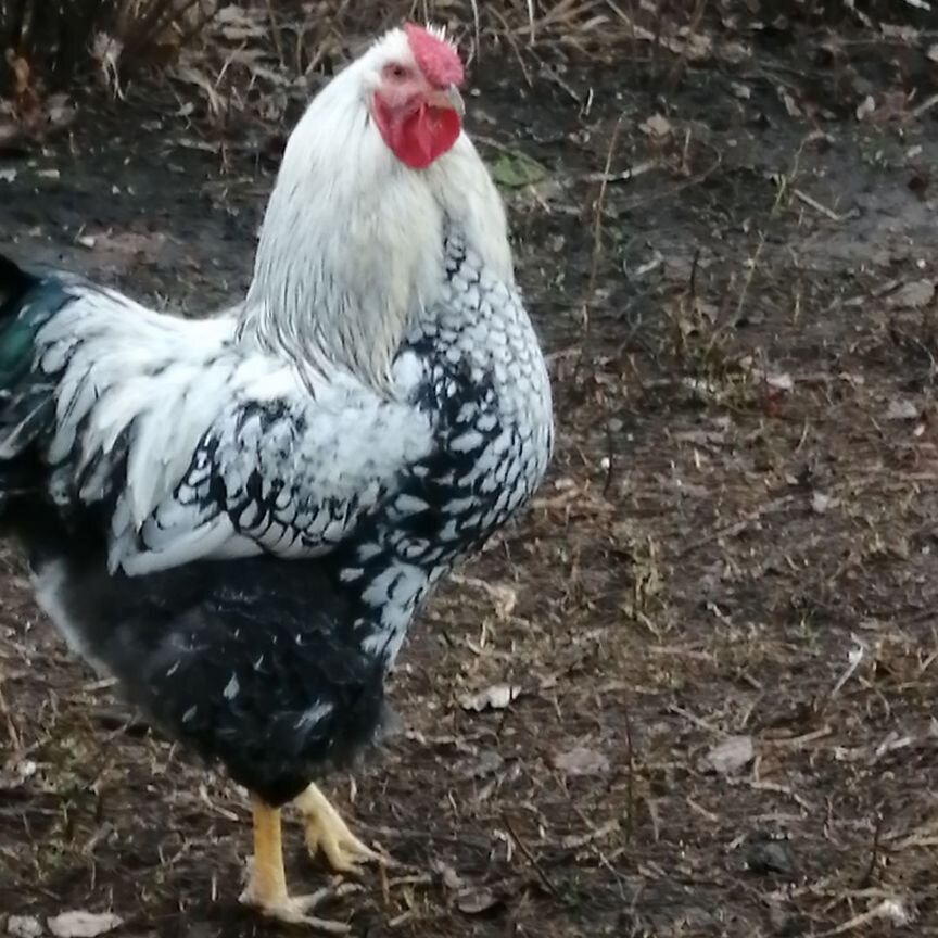 Куры петухи