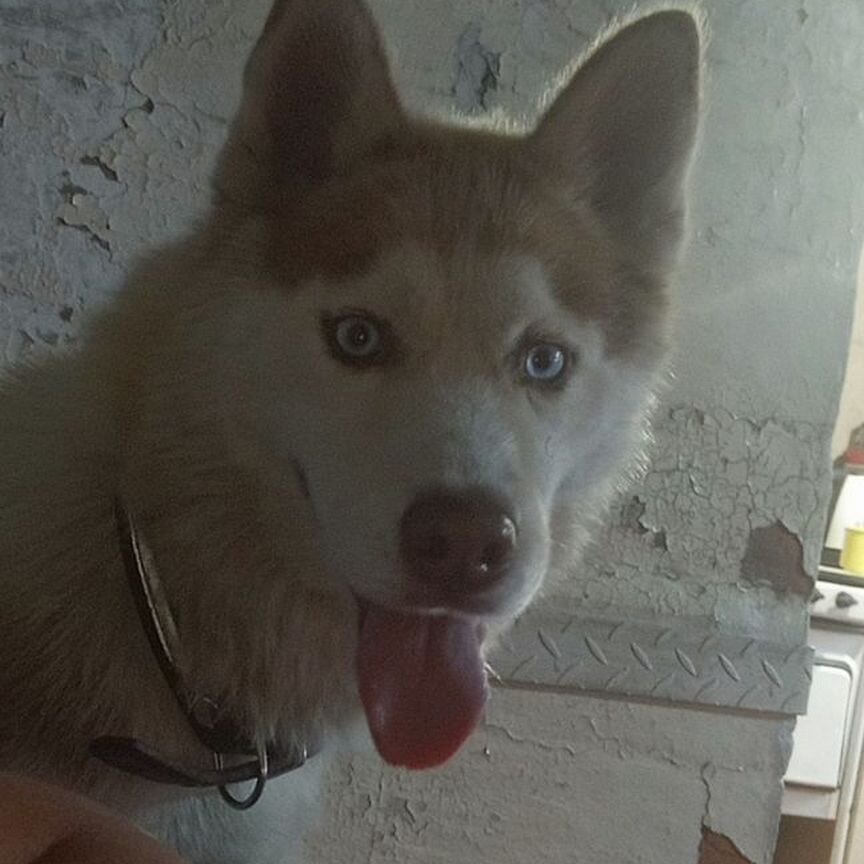 Сибирский хаски