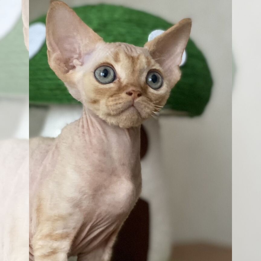 Девон-рекс котёнок